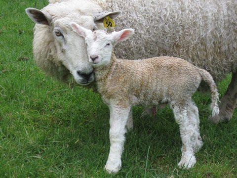 Why our wool is famous | Welcome to World Famous Langlois Oregon